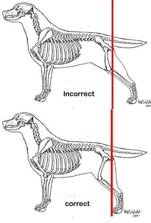 Anatomie psa :: Rotobox